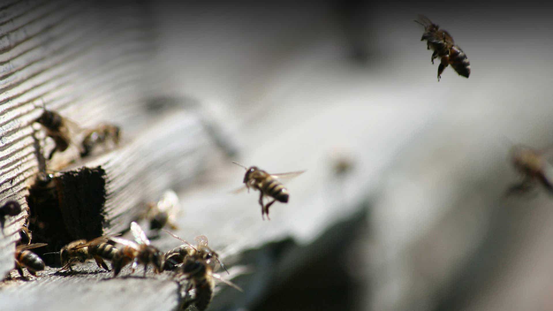 Association Abeilles & Biodiversité à Annemasse - Notre passion : les ...